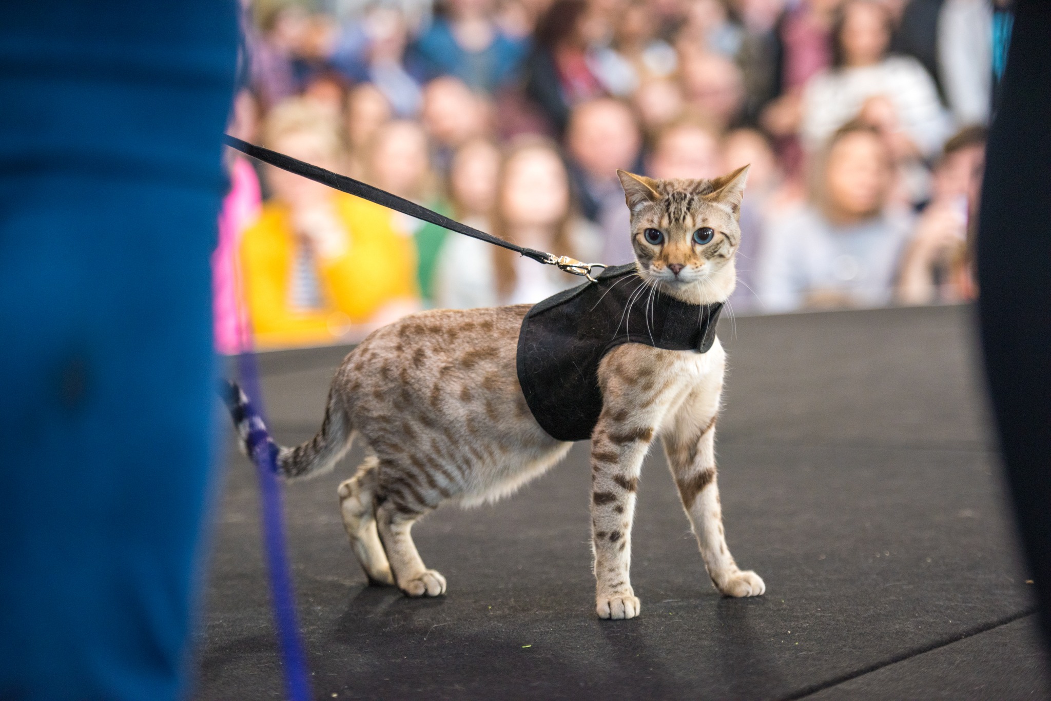 The cats are coming to town! Sydney Cat Lovers Festival