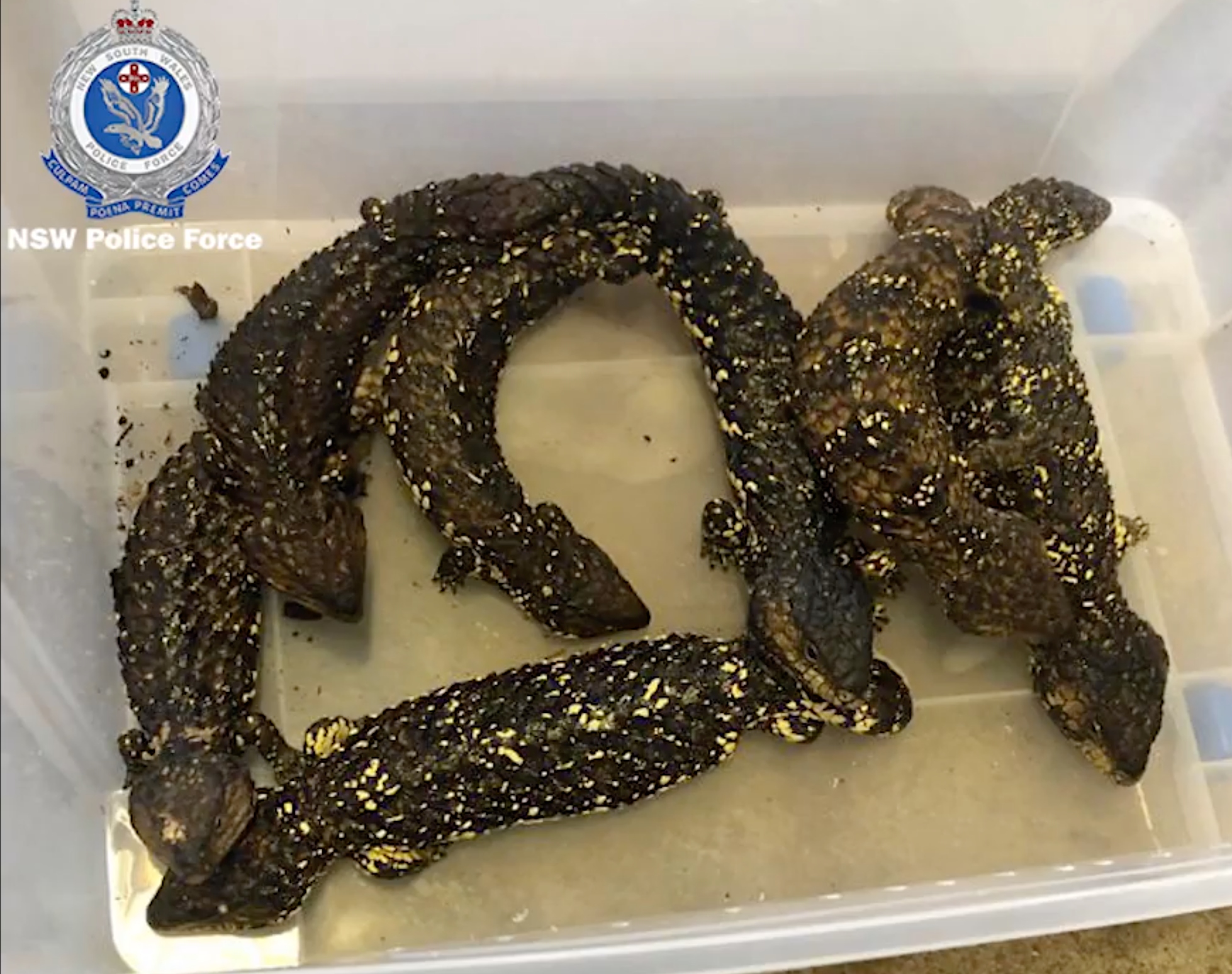 Hundreds of lizards rescued in police bust of illegal export ring