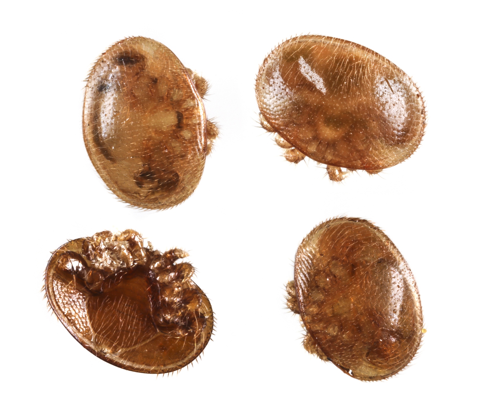 To Bee or Not To Be: the Varroa mite outbreak