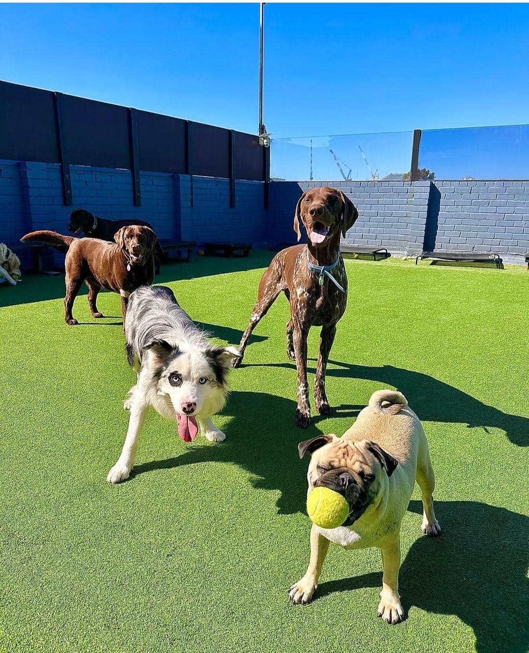 Ooohh Yeah Dog Care - Star Observer